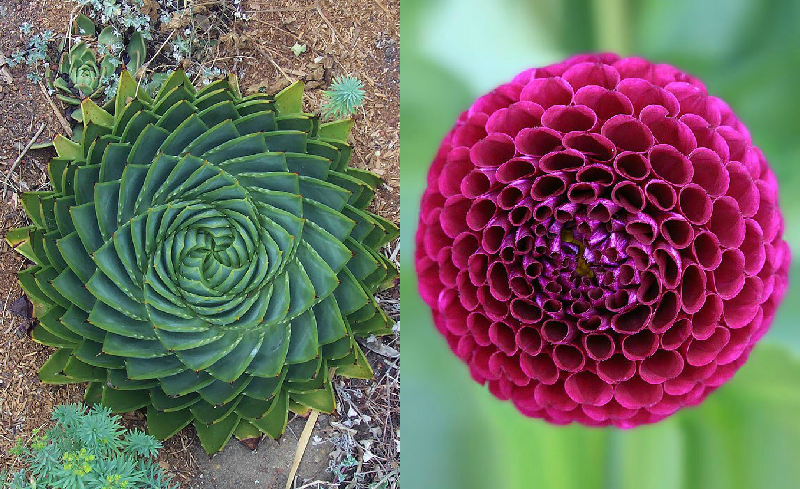 23 plantas geométricas de arrepiar os fissurados em simetria e padrões